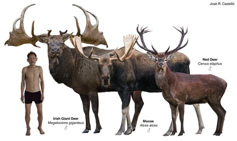 Irish Elk Compared To Human