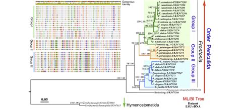 maximum likelihood phylogenetic tree inferred from 35 lsu rdna