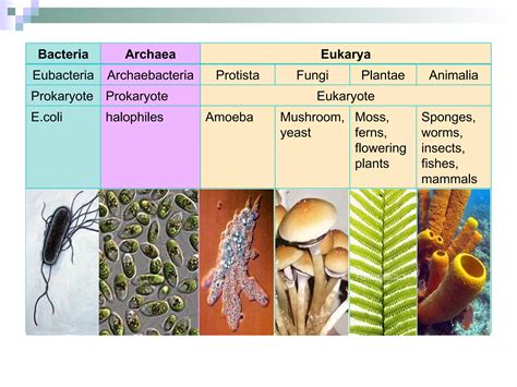 Phylogeny And Classification Ppt Biological Sciences Science