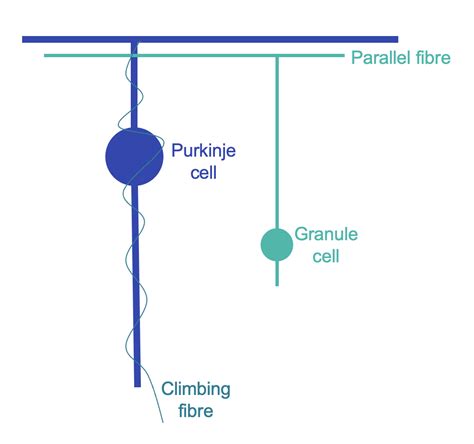 How We Walk From Underlying Neurophysiology To Gait Disorders Acnr