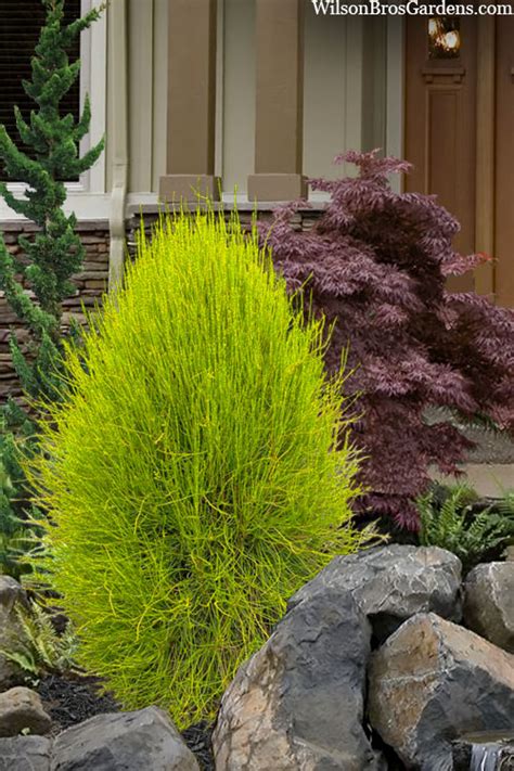 Buy Franky Boy Threadleaf Arborvitae Thuja Free Shipping Wilson