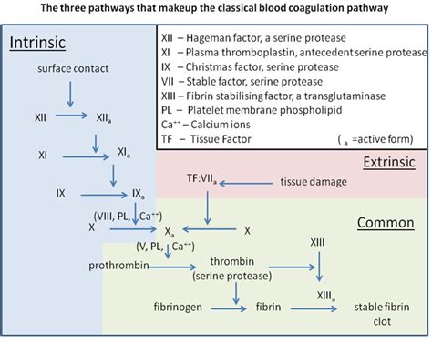 Diagram Of 2 Platelets And Plasma Quizlet
