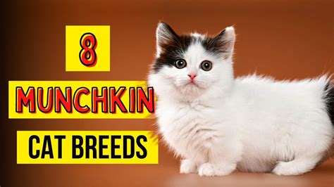 Dwarf Cat Breeds Munchkin Cat The Ultimate Owners Guide The