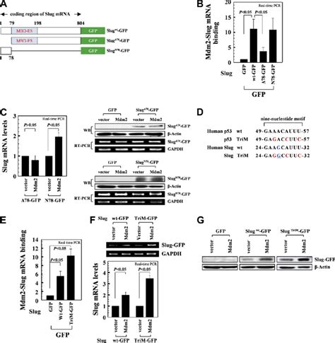 the n terminal coding region is essential for the interaction of the