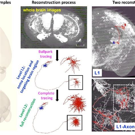 An Exemplar Neuron Tracingreconstruction Application For A Mammalian