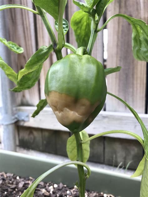 Bell Pepper Plant Leaves Brown Spots On Pictures