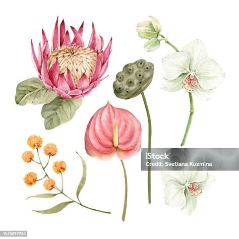 흰색 배경에 열대 꽃과 식물의 수채화 그림의 식물 세트 손으로 그린 0명에 대한 스톡 벡터 아트 및 기타 이미지 0명 개체 그룹 꽃 나무 Istock