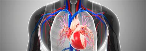 Aortic Aneurysm Diagnosis And Management Phoenix Hospital Group