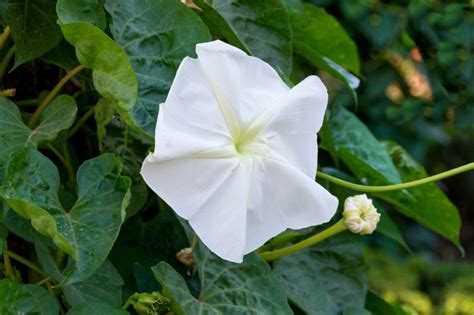 Ипомея: Описание, Сорта, Посадка, Уход | 50 Фото+Отзывы