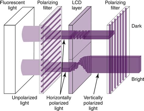 Image Processing And Display Radiology Key