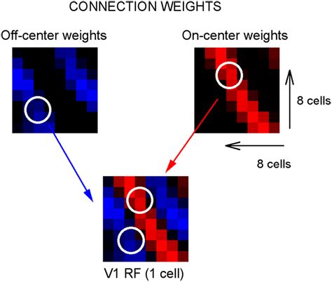 Connection Weights After Training The Figure Depicts Learned Download Scientific Diagram