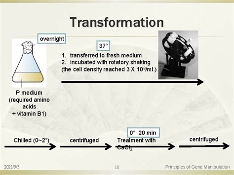 Genetic Transformation In Escherichia Coli K 12 Sharon