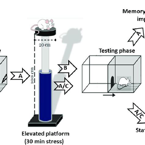 effect of stress on passive avoidance memory a post training exposure