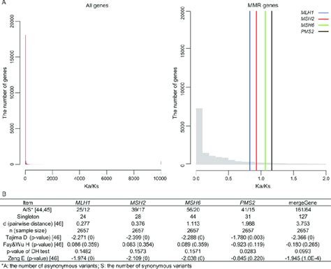 evolutionary analysis of mismatch repair mmr gene variation in the