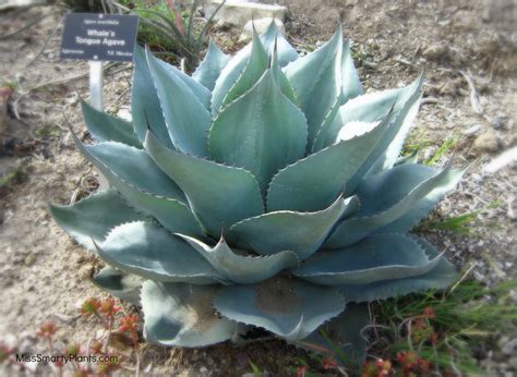 Agaves And Aloes At The South Coast Botanic Garden Miss Smarty Plants