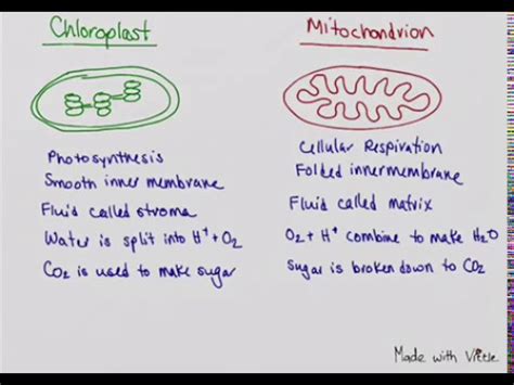 Difference Between Mitochondria And Chloroplast Difference Wiki