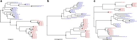 Midpoint Rooted Maximum Likelihood Trees Based On A Dna A B Cp