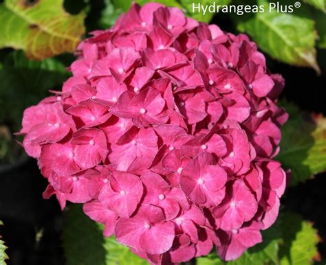 Hydrangea Macrophylla Marissa Hydrangeas Plus
