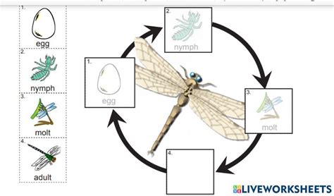 Dragonfly Lifecycle Worksheet Insect Body Parts Teaching Stem School Work