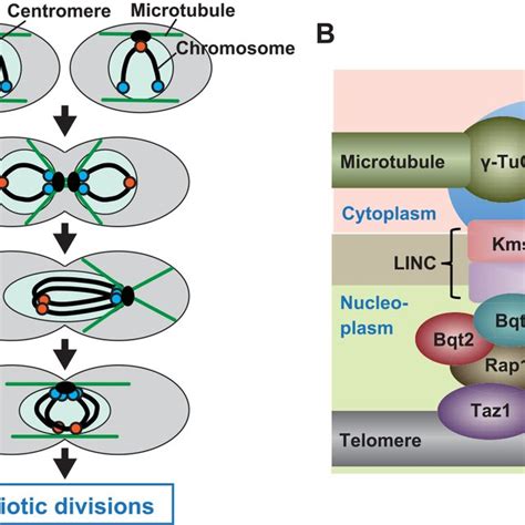 Sister Chromatid Segregation In Telomere Clustering Defective