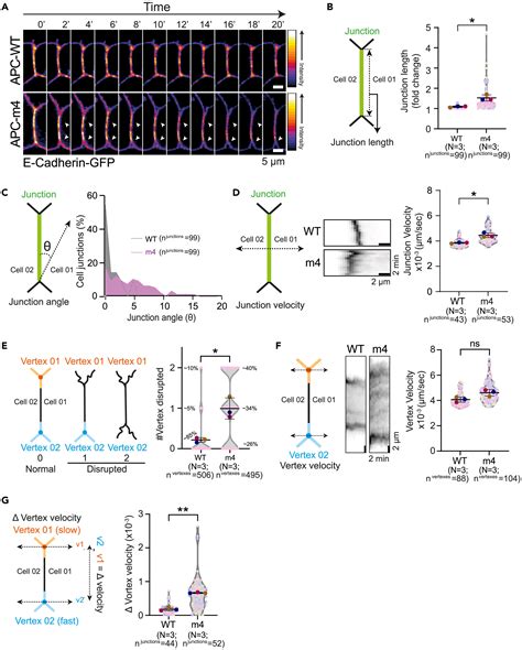 Apc Driven Actin Nucleation Powers Collective Cell Dynamics In Colorectal Cancer Cells Iscience