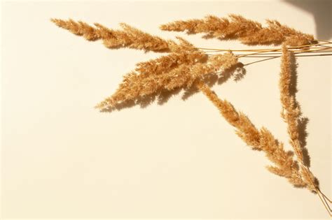 베이지 색 배경에 마른 팜파 잔디 대비를 이루는 그림자 트렌드 미니멀 한 스타일 흑백 플랫 레이 스타일 상단 보기 0명에 대한 스톡 사진 및 기타 이미지 Istock