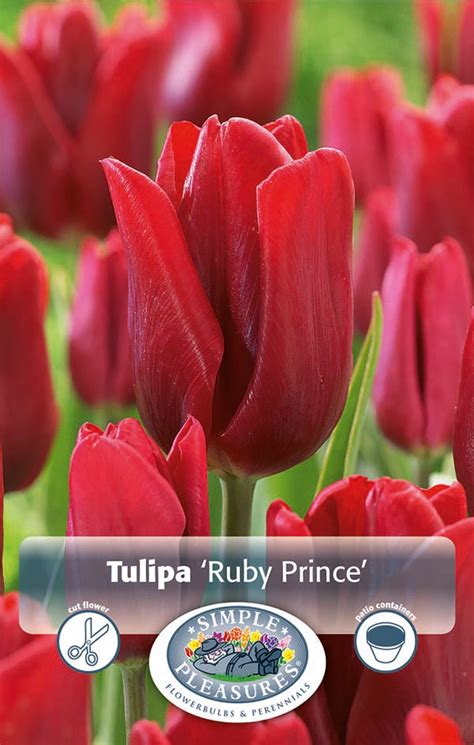 Tulipa Single Early Ruby Prince 80 Pce De Vroomen Us