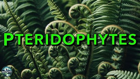 Pteridophytes Youtube
