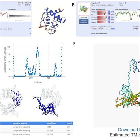 Structural Modeling Of Putative Smad4 A Swiss Model Results From