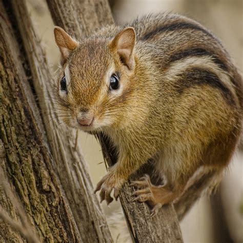 Uinta Chipmunk Lifespan