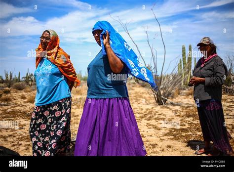 Native Women Of The Comcaac Tribe Or Series In The Search Of Pitahaya In The Sahuaros And Desert