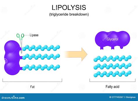 Glycerol Triglyceride