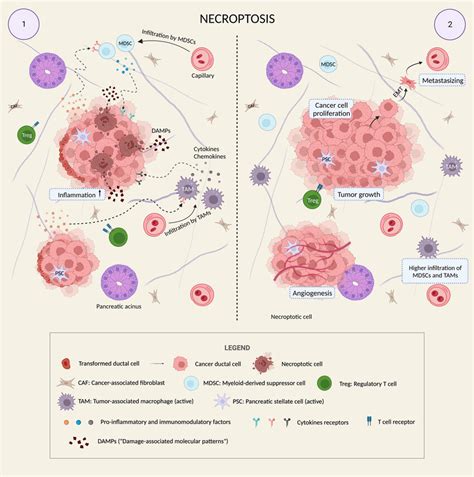 Necroptosis As An Additional Means Of Progression In Pdac Pc May Take