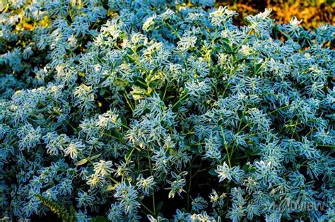 Fon Nature Wallpaper Botanical Background Empty Constructor • Wall