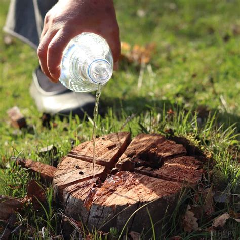 Easy Ways To Get Rid Of A Tree Stump
