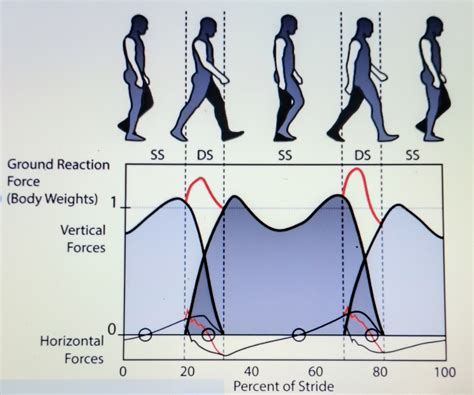 [solved] Draw The Graph Of Stephanies Vertical Ground Reaction Force For A Course Hero