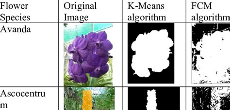 image comparison between k means and fcm download scientific diagram