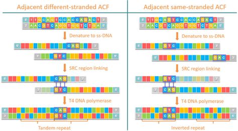 Examples Of Forming A Repeat And An Inverted Repeat By Adjacent Ssdna