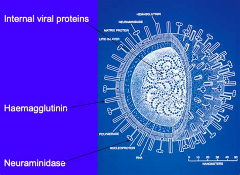 Respiratory Tract Infections Viral Infections Flashcards Quizlet