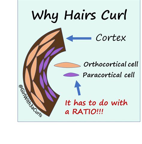 Why Hairs Curl Check That Hair Fact