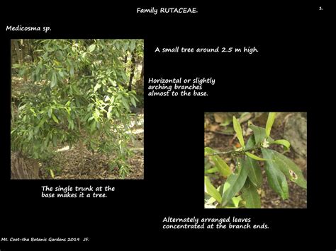 Medicosma Botany Brisbane