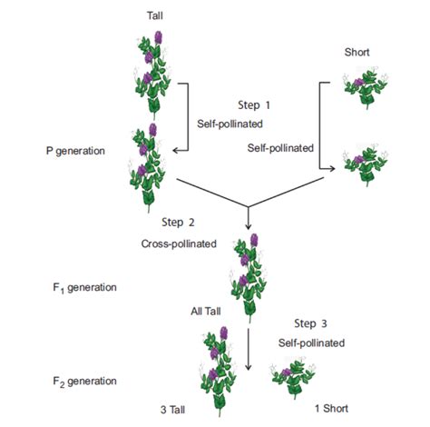 Section Unit 17 Genetics S5 Biology Reb