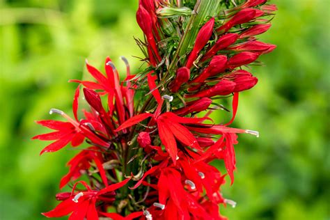 How To Grow Cardinal Flowers From Seed At Peggy Bradley Blog