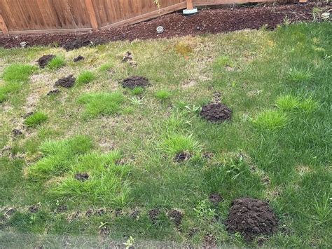 Does Anyone Know What Might Be Causing This In My Backyard R Landscaping