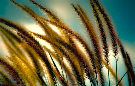 Closeup Grass Hd Wallpaper Rare Gallery