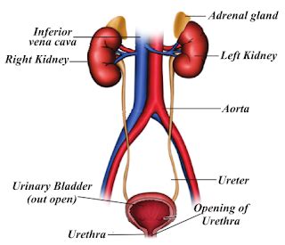 NCERT Revision Notes For Chapter 6 Life Process Class 10 Science