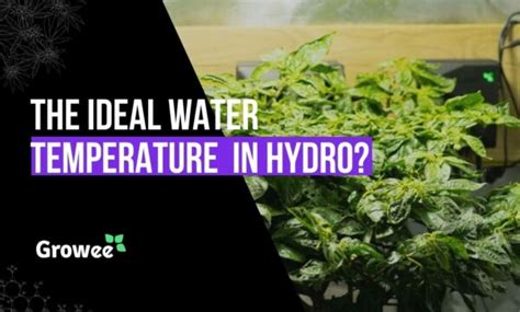 What Is The Ideal Water Temperature For Hydroponics Growee