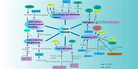 The Interplay Between M A Modification And Non Coding RNA In Cancer Stemness Modulation