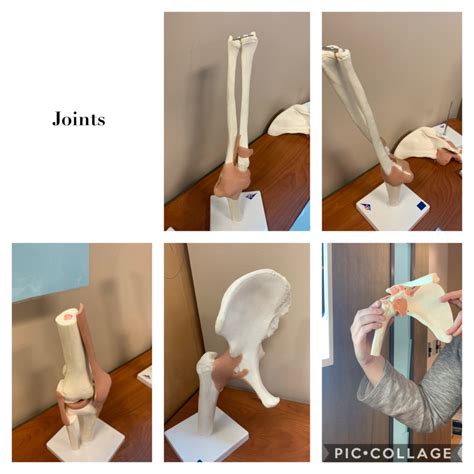 Lab Exercise 6 Objective 3 5 Diagram Quizlet