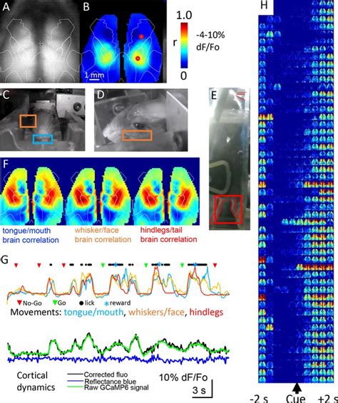 Figures And Data In Automated Task Training And Longitudinal Monitoring Of Mouse Mesoscale